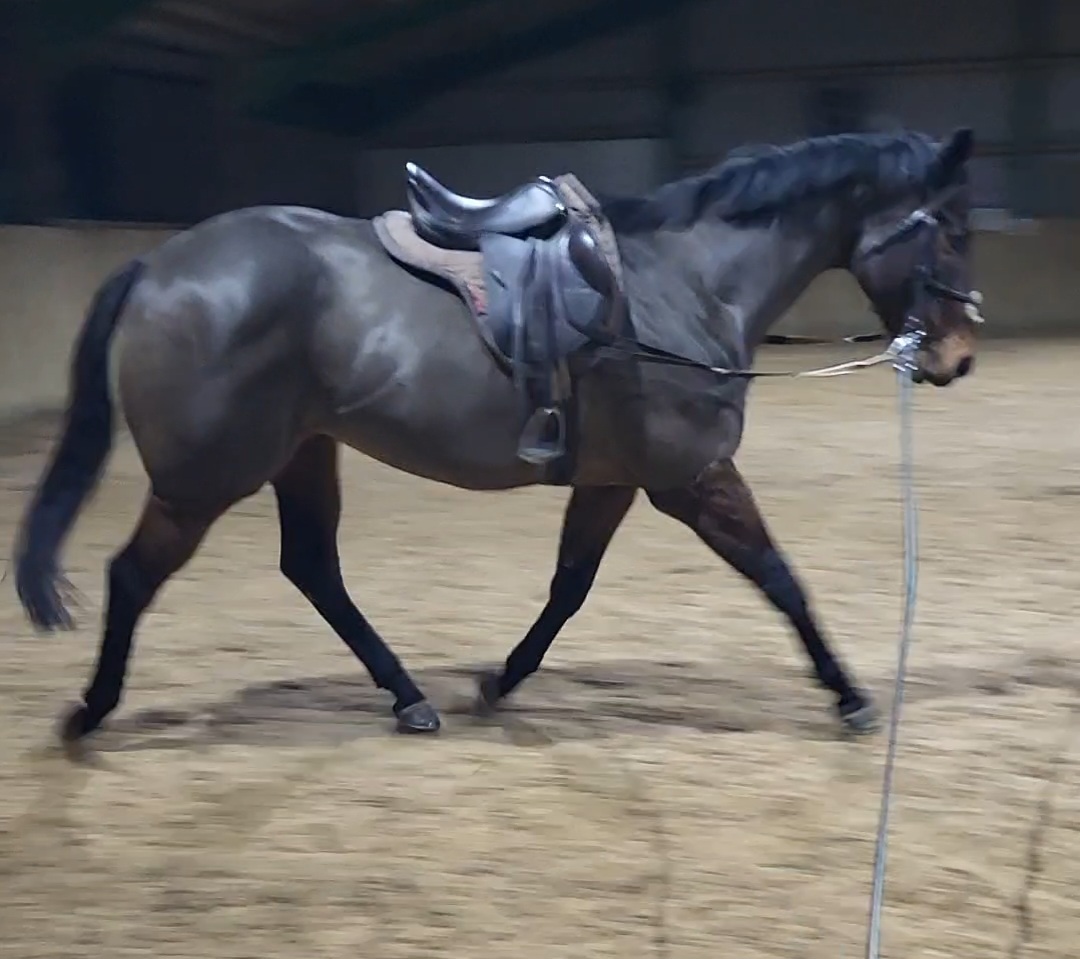 Blog Details | Equiglo